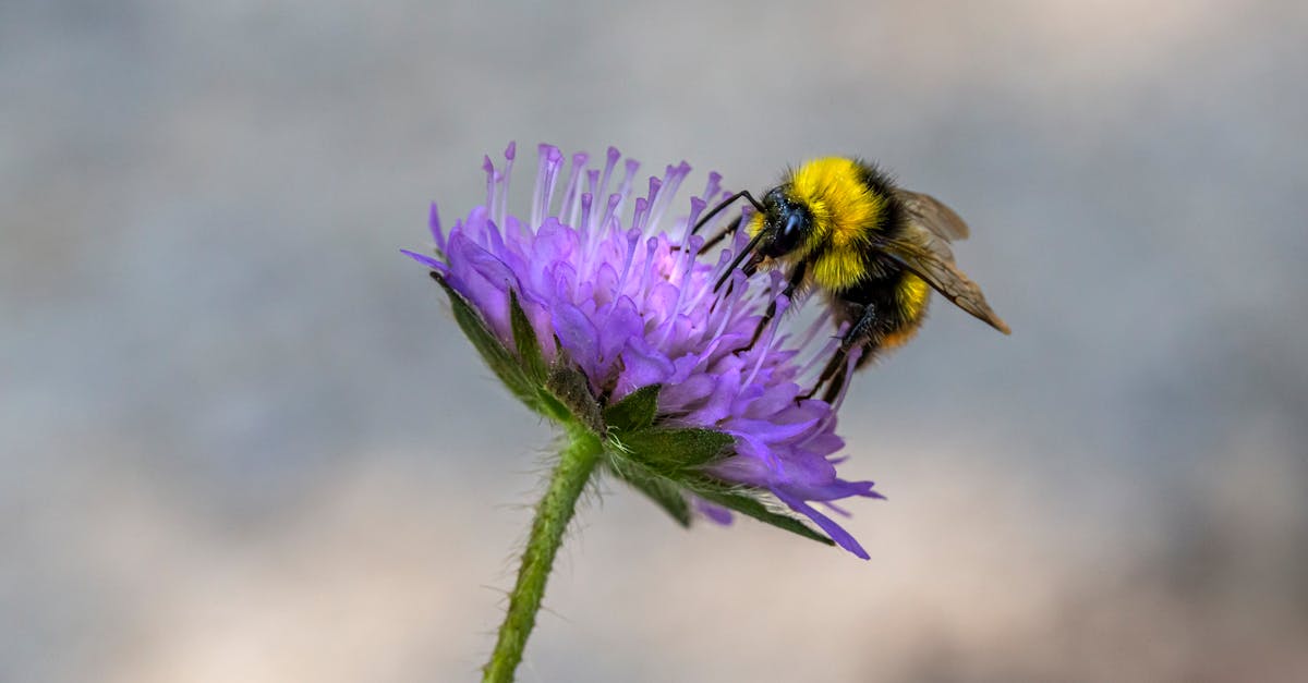 Bumble Backtrack : définition et astuces pour une utilisation optimale ...